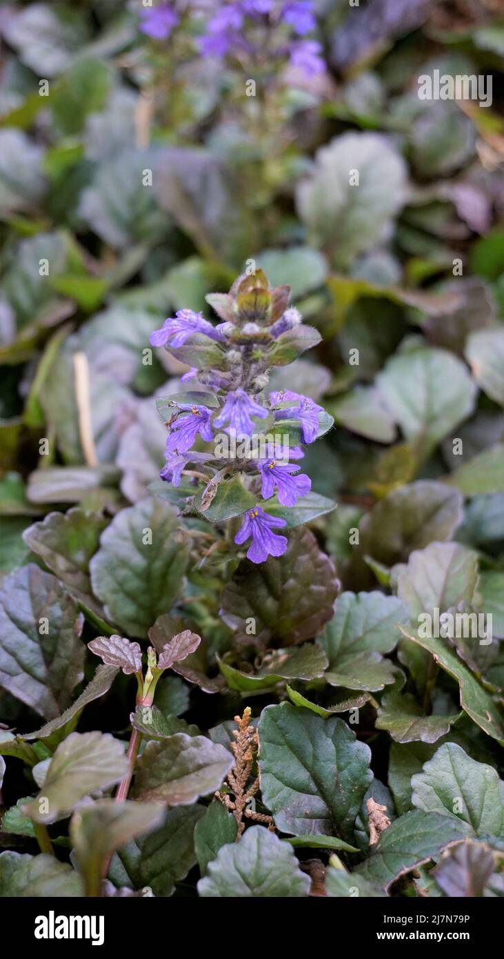 Beautiful blue and violet flowers of Ajuga genevensis also known as ...