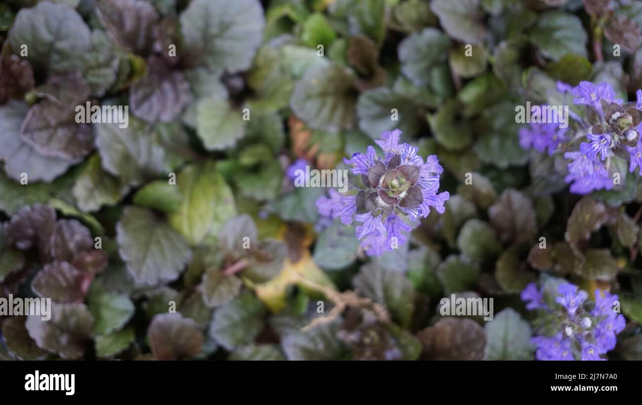 Beautiful blue and violet flowers of Ajuga genevensis also known as ...