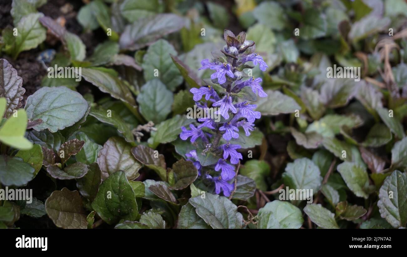 Beautiful blue and violet flowers of Ajuga genevensis also known as ...