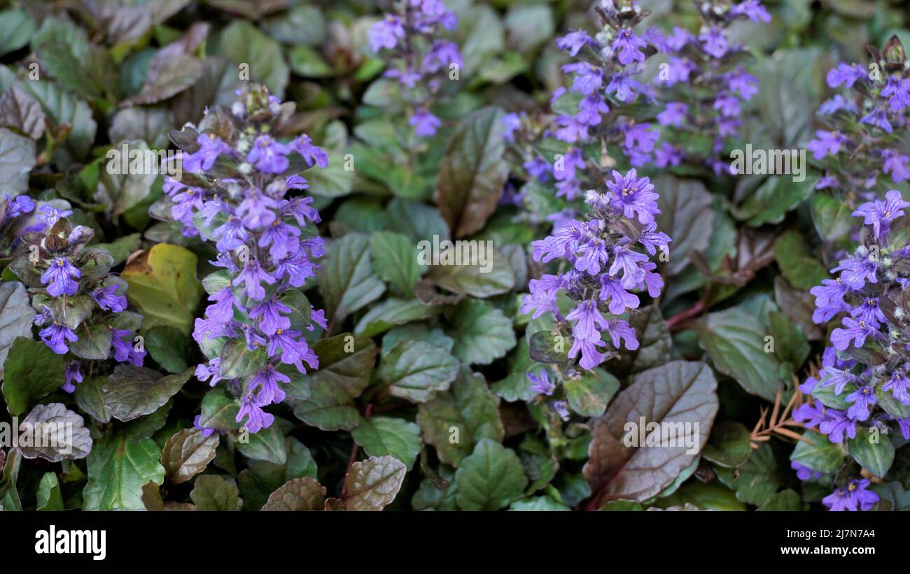 Beautiful blue and violet flowers of Ajuga genevensis also known as ...