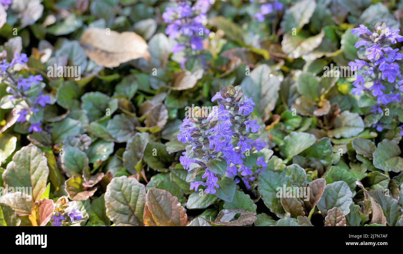 Beautiful blue and violet flowers of Ajuga genevensis also known as ...