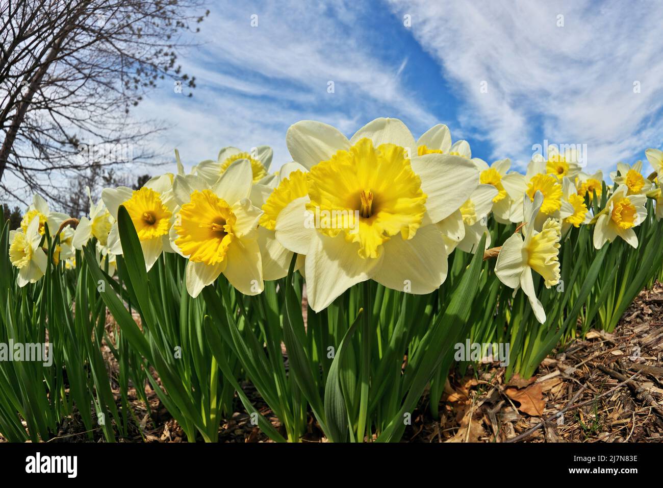 Ice Follies Daffodils Narcissus on a Sunny Spring Day. Dramatic Low ...