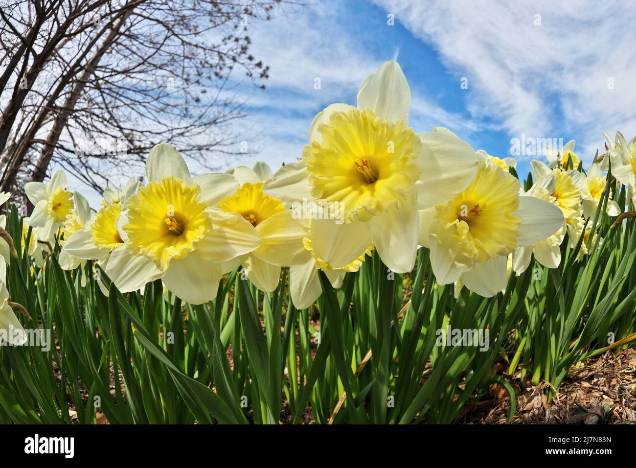 Ice Follies Daffodils Narcissus on a Sunny Spring Day. Dramatic Low ...