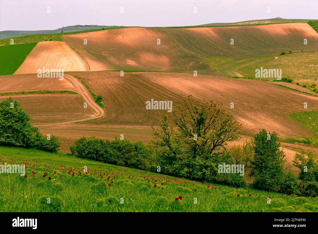 Landscape photography in country side with red peony flowers in the ...