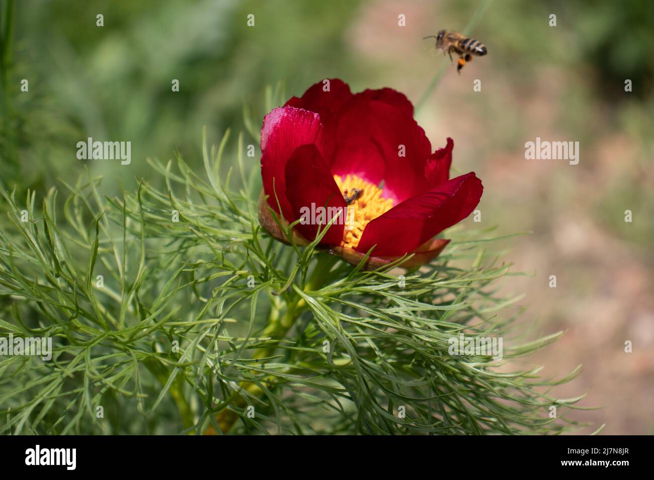 Wild peonies hi-res stock photography and images - Alamy