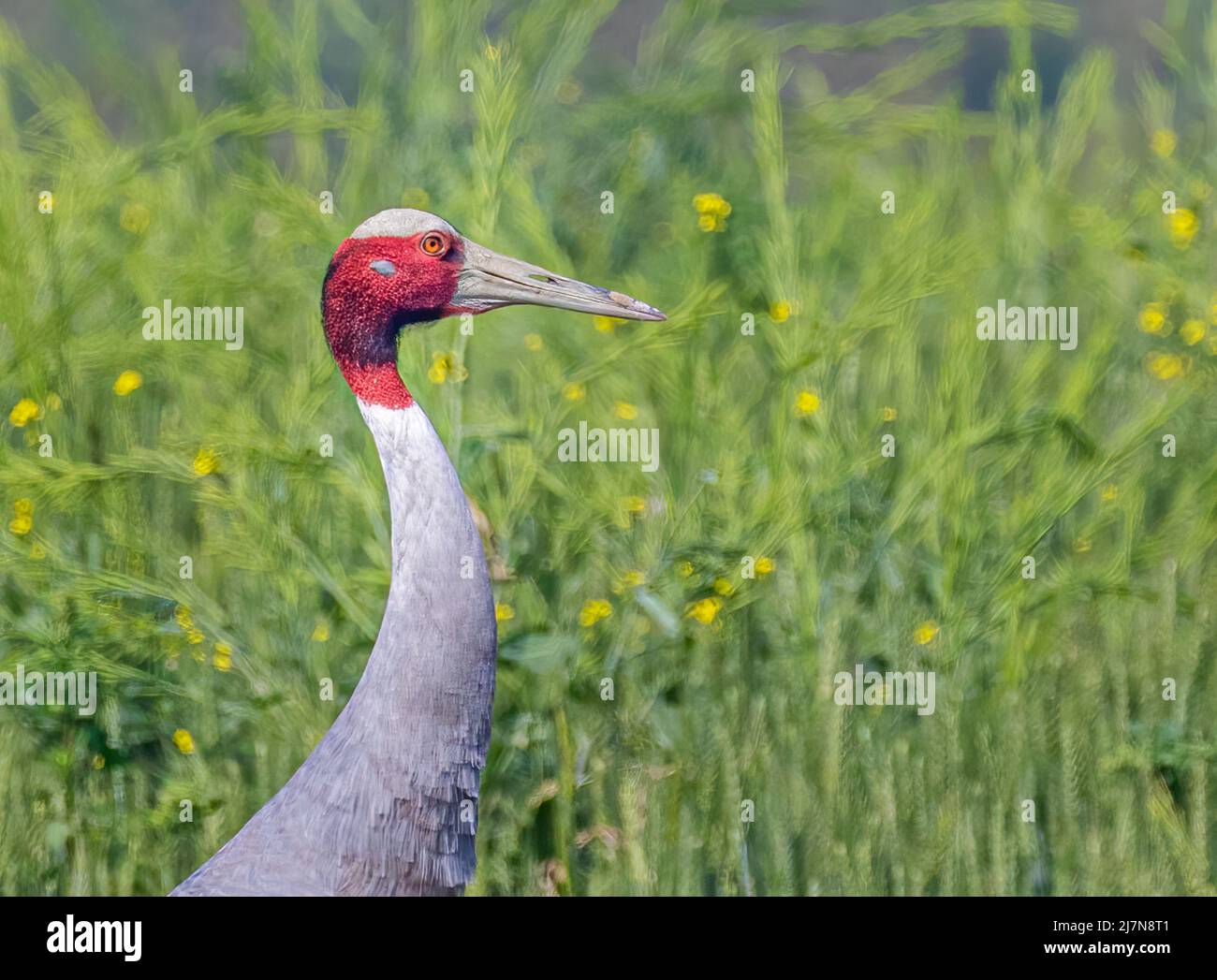 Red crowned crane young bird hi-res stock photography and images - Alamy