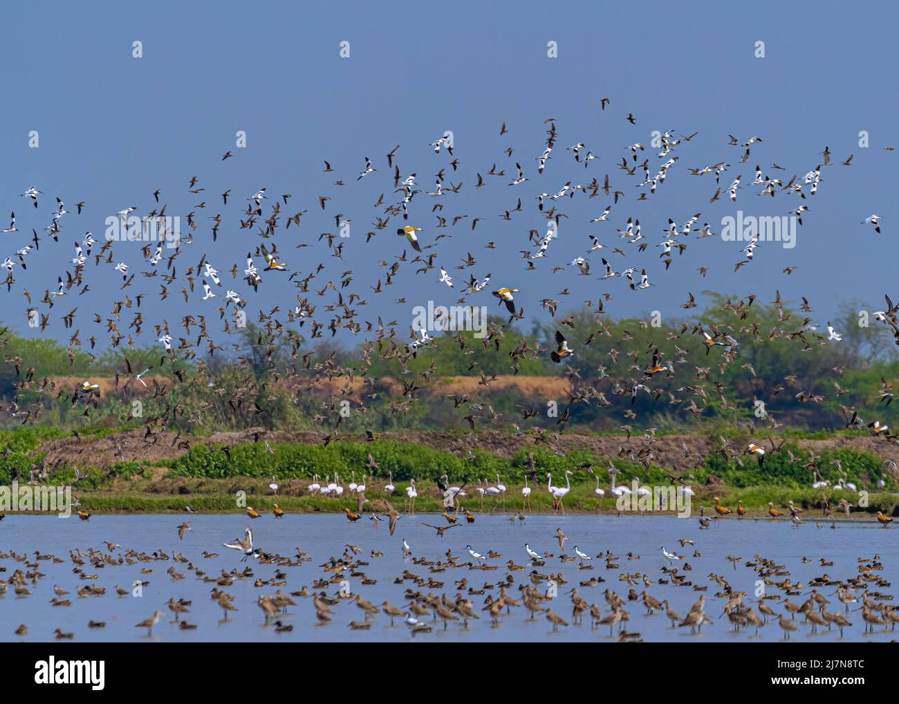 Flying Birds Flamingo Avocet ruddy shelduck Stock Photo - Alamy