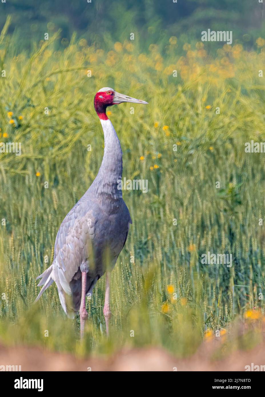 Red crowned crane young bird hi-res stock photography and images - Alamy