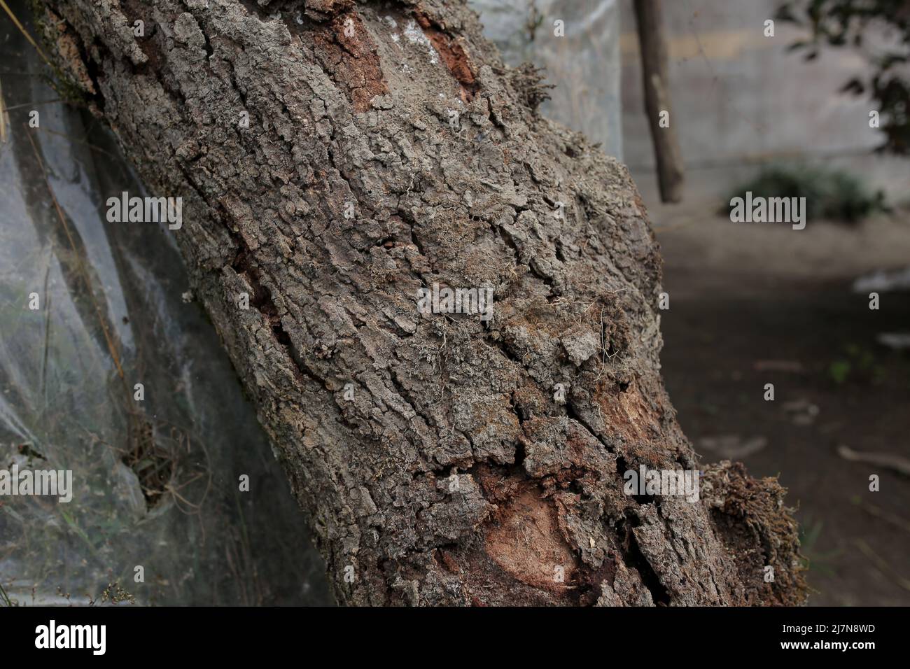 the bark that has been cut down and has been living for a long time in ...