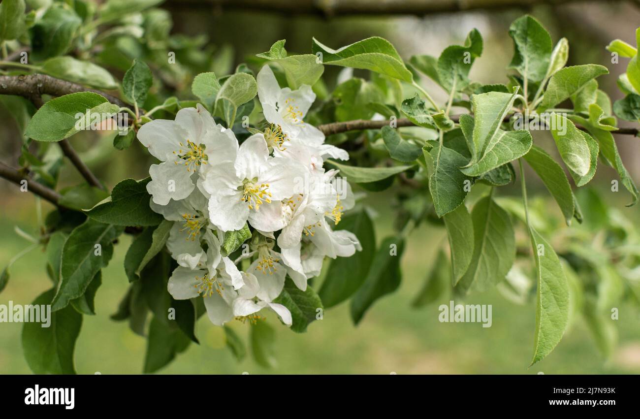 Blooming branches of apple tree close up in the garden Stock Photo - Alamy