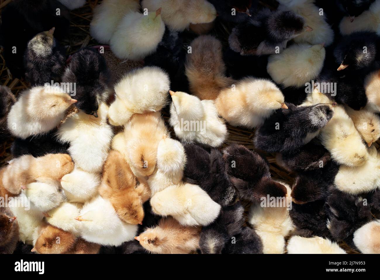 Many small yellow and black chiken in the box. Top view background ...