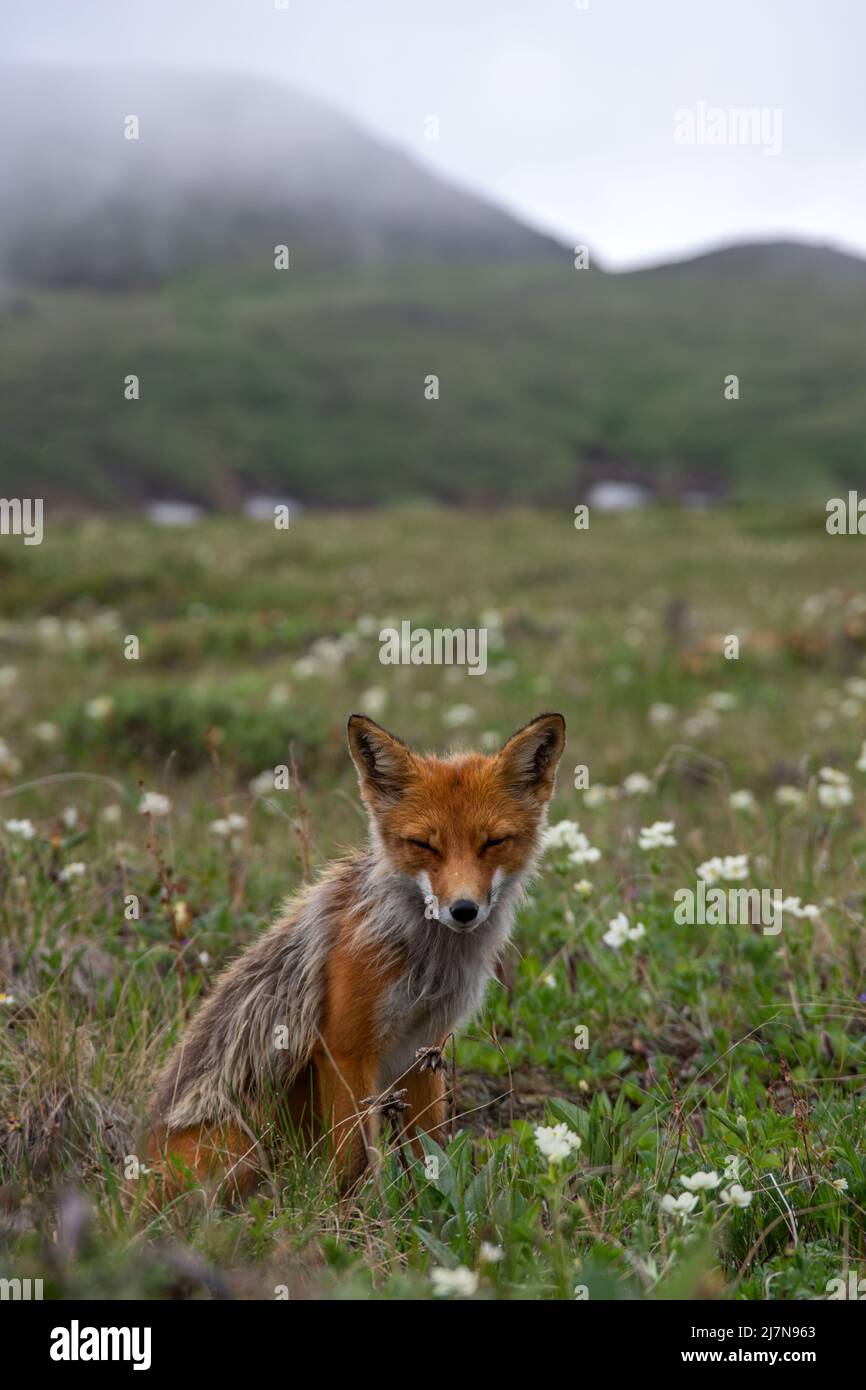 Red fox sitting on the grass with white flowers against the backdrop of ...
