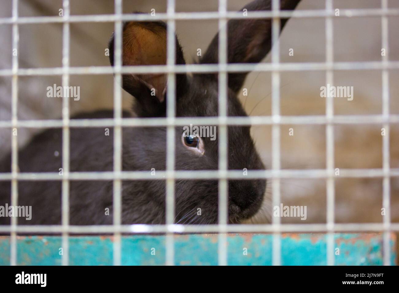 Black hare sitting in a cage. Poor unfortunate animal to experiment ...