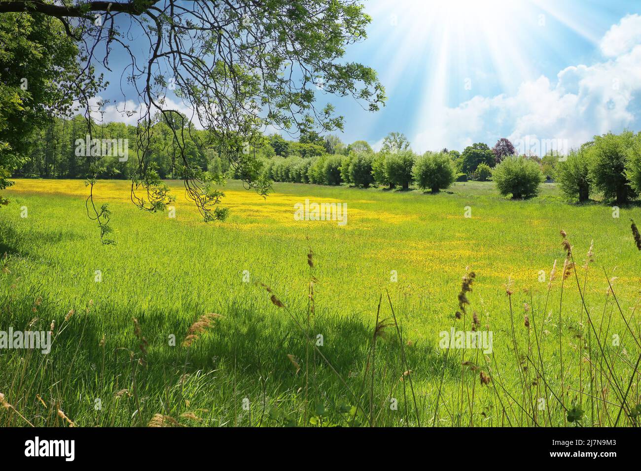 Beautiful rural typical lower rhine landscape, green meadow, pollard ...