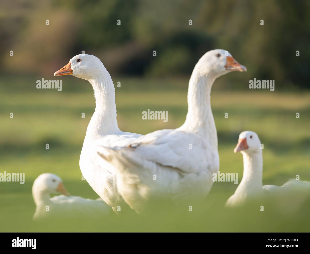 Fattening breeding domestic geese hi-res stock photography and images ...
