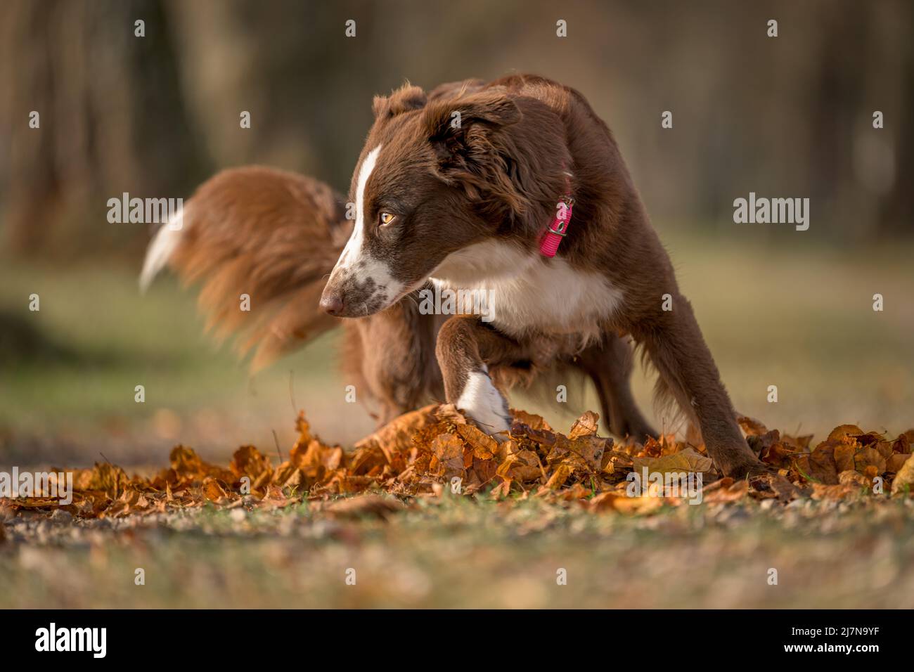 Beautiful Australian Shepherd dog is running through a tree avenue in ...