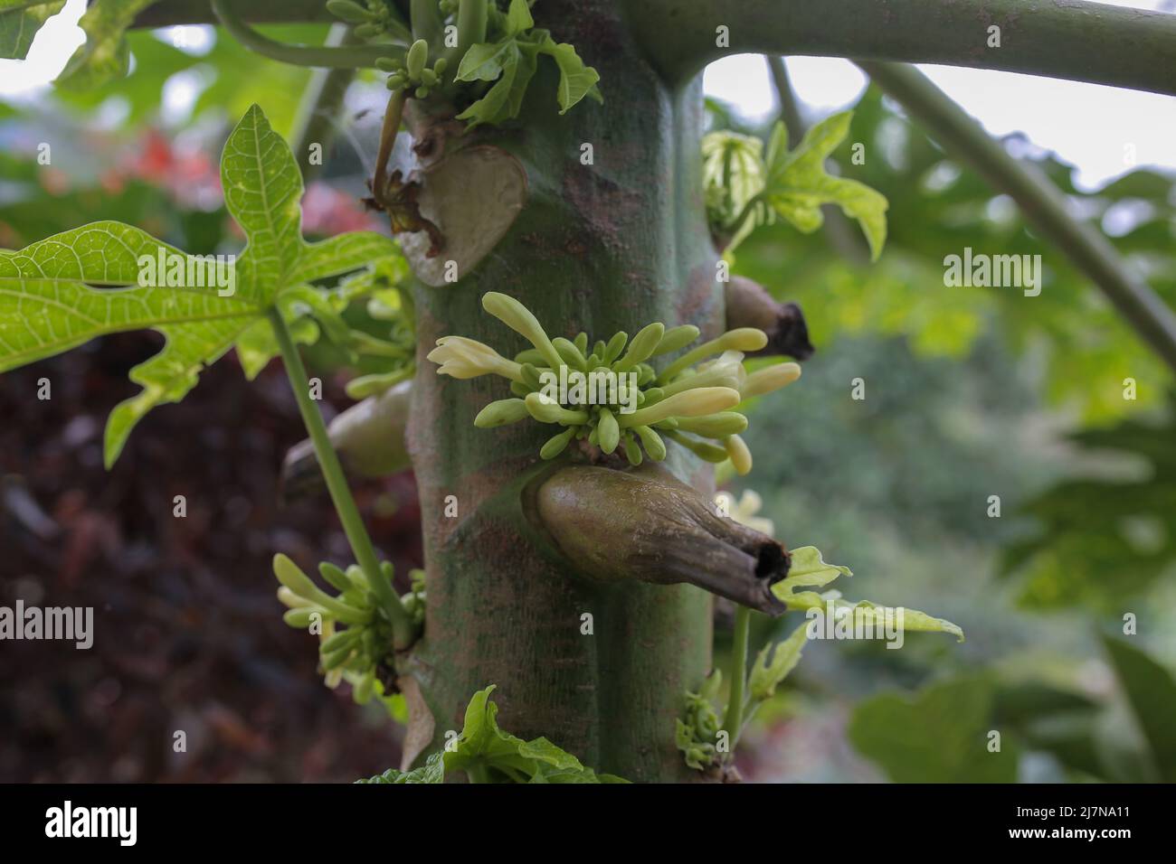 trash near the house and started to decompose Stock Photo - Alamy