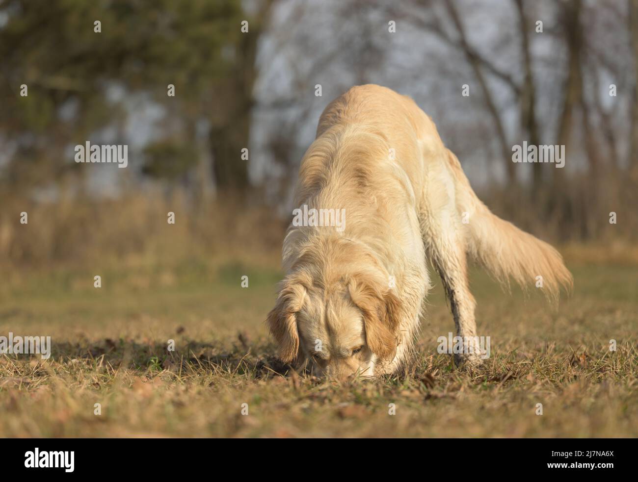 Golden retriever digging hi-res stock photography and images - Alamy