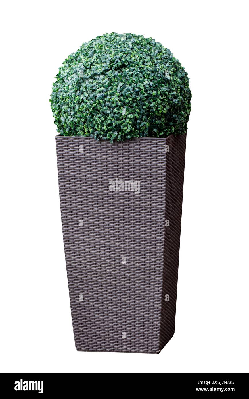 Outdoor decorative flowers in the form of a bush with a tall pot Stock ...