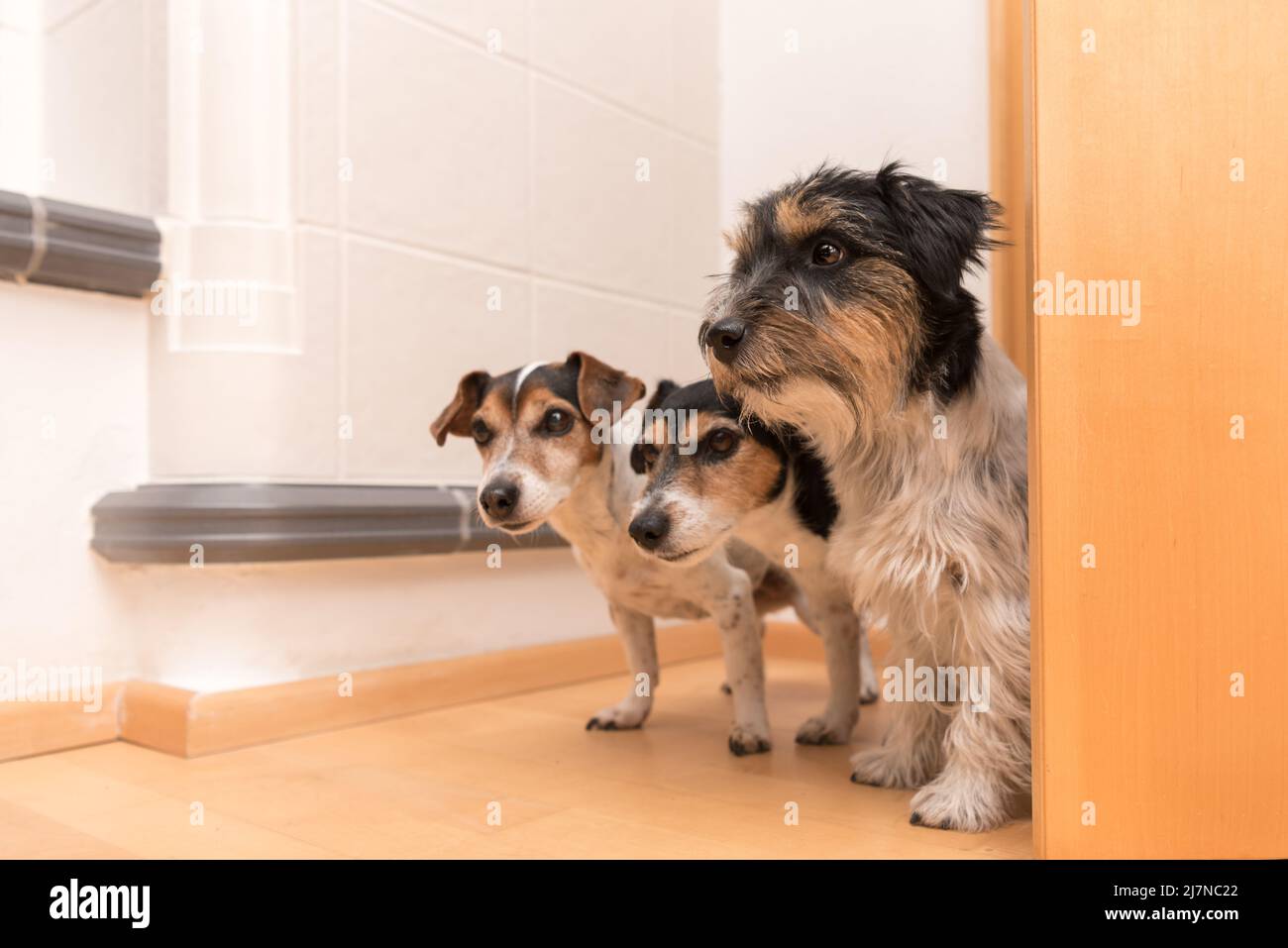 a group of three cute tiny cheeky Jack Russell Terriers standing side ...
