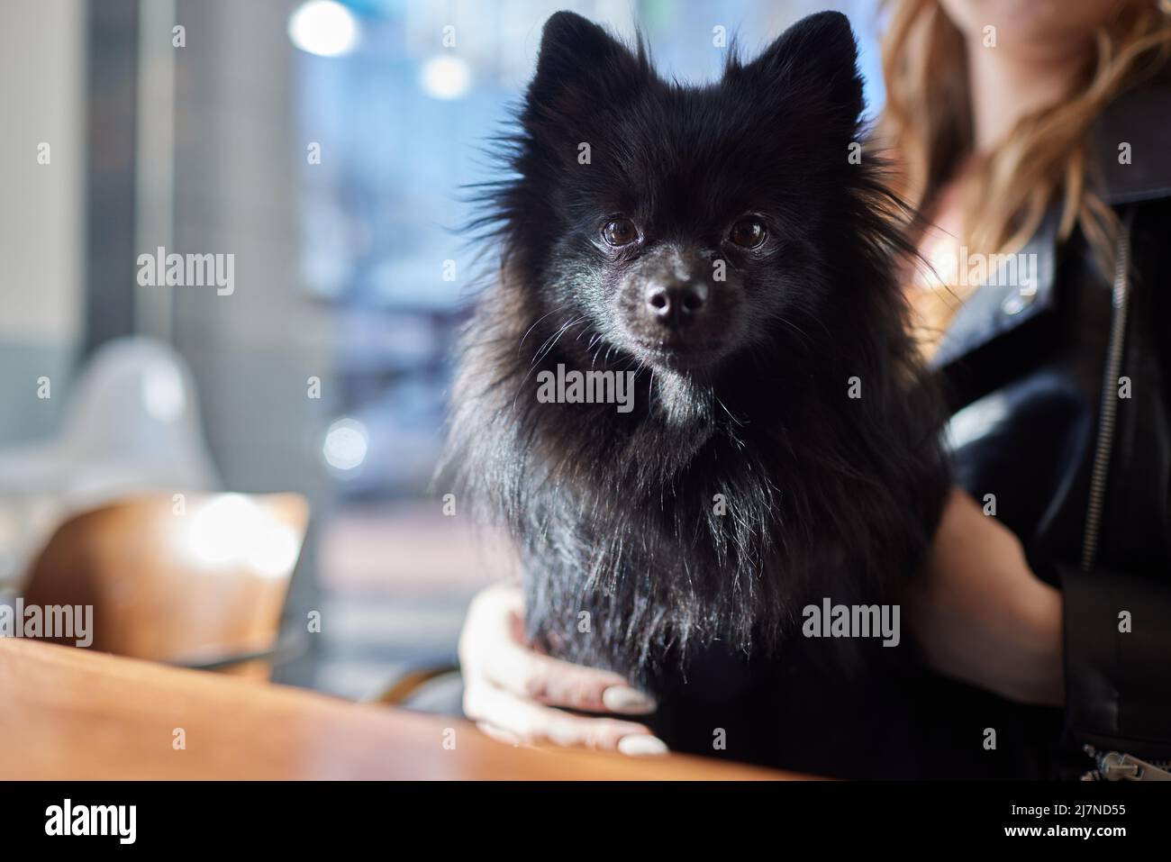 close-up portrait of a black spitz dog Stock Photo - Alamy