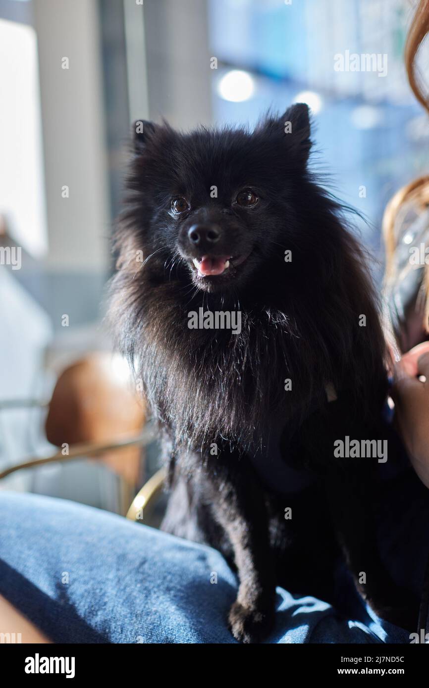 close-up portrait of a black spitz dog Stock Photo - Alamy