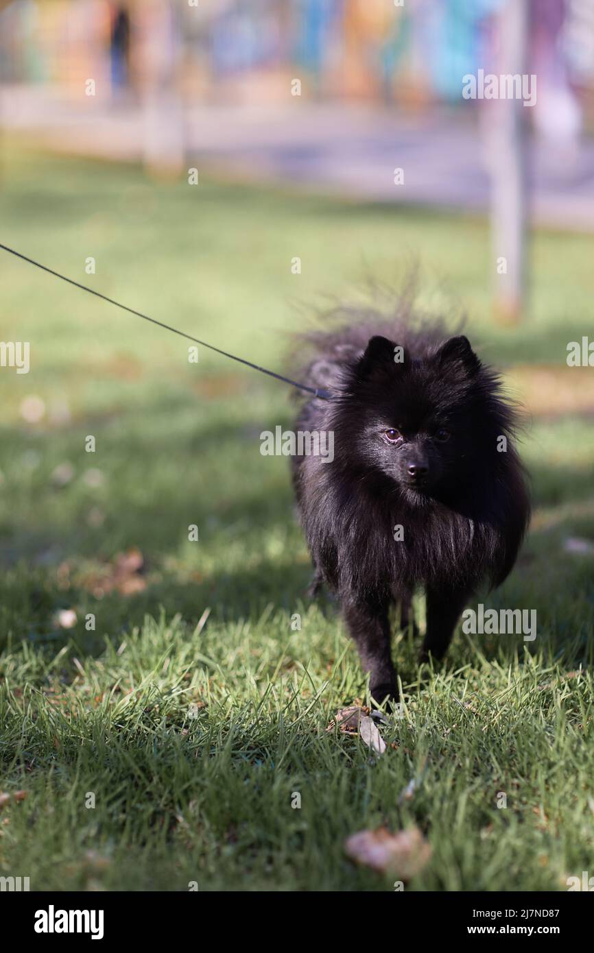 close-up portrait of a black spitz dog Stock Photo - Alamy