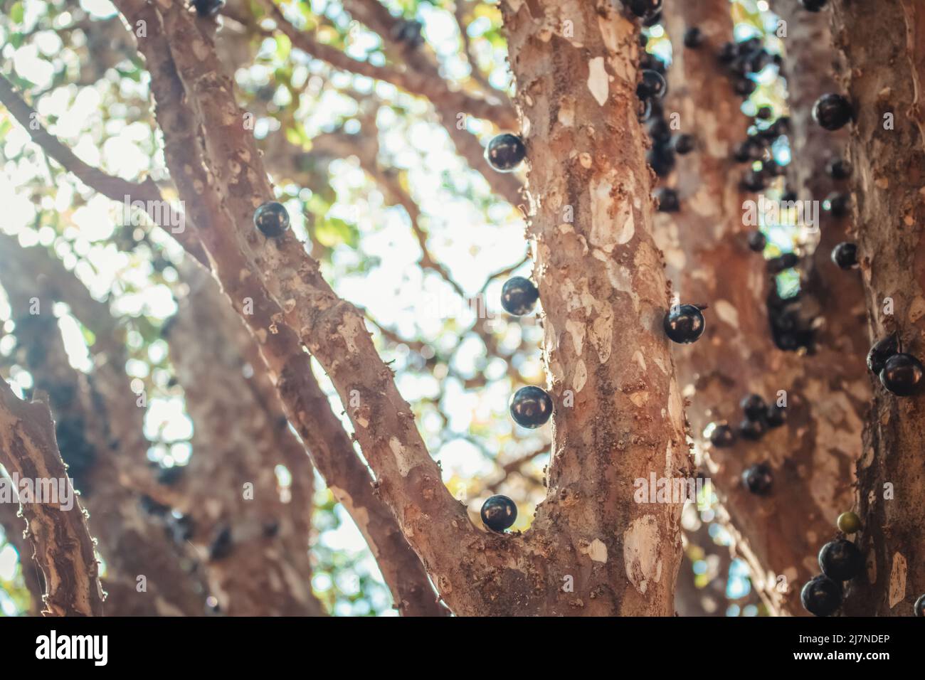 Tree full of Brazilian jaboticaba fruit on a sunny day Stock Photo - Alamy