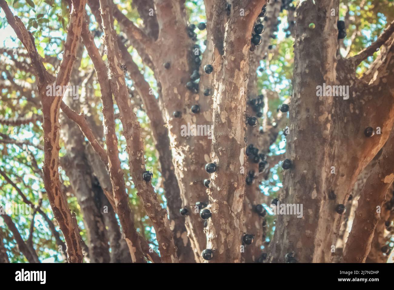 Tree full of Brazilian jaboticaba fruit on a sunny day Stock Photo - Alamy