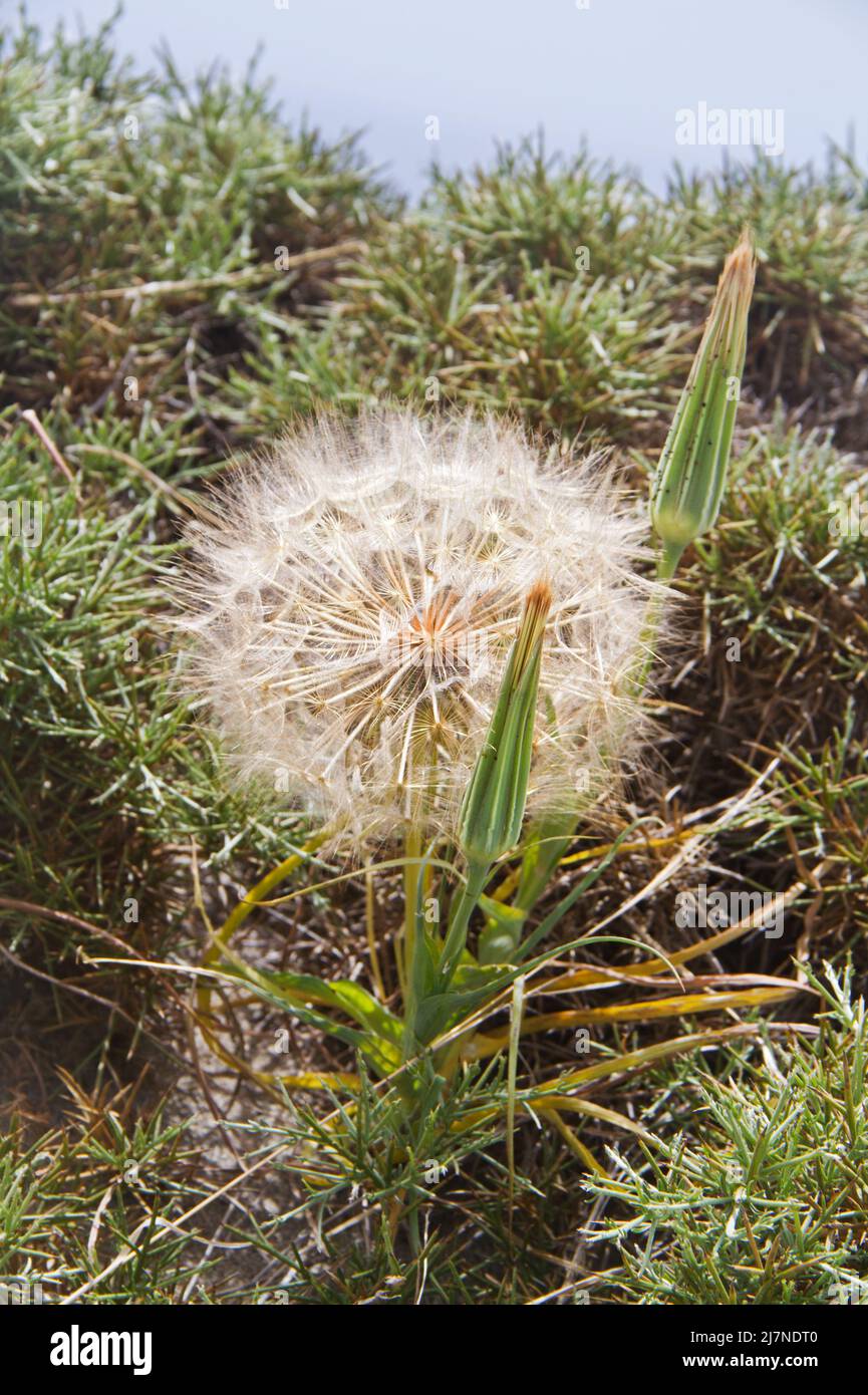 Three sead heads of Western Salsify, a plant looking like a big ...