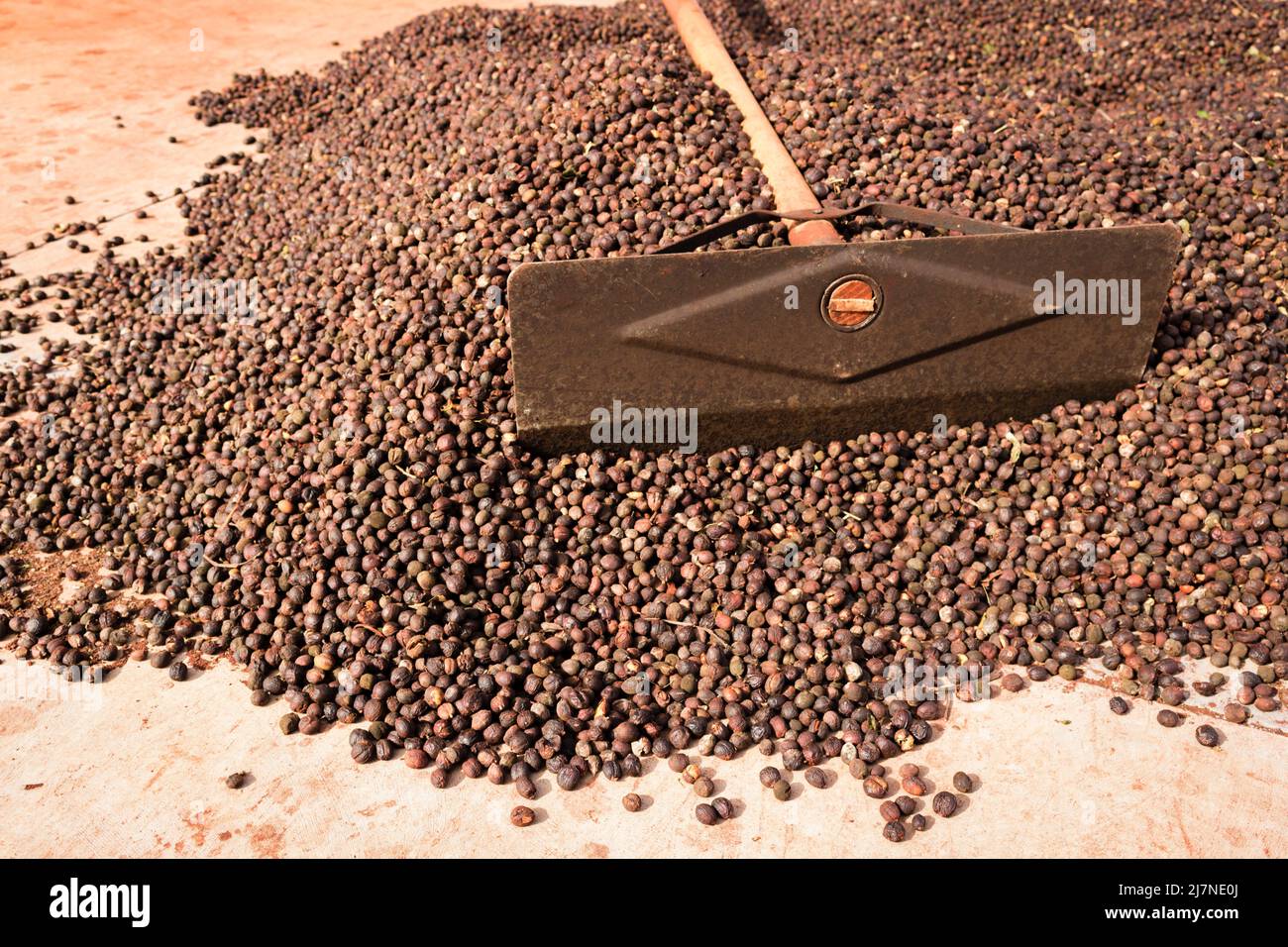 Coffee drying, concept image. Coffee Beans Drying near shovel tool on ...