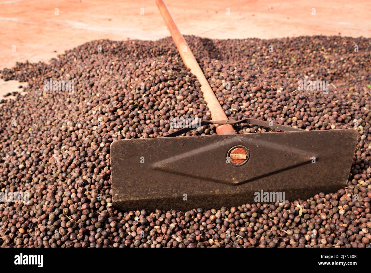Coffee drying, concept image. Coffee Beans Drying near shovel tool on ...
