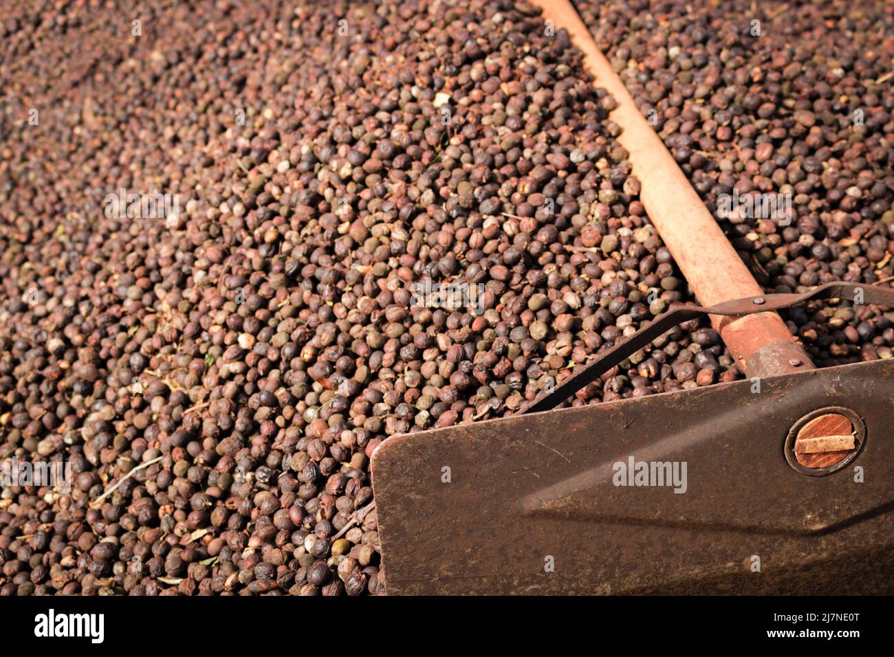 Coffee drying, concept image. Coffee Beans Drying near shovel tool on ...