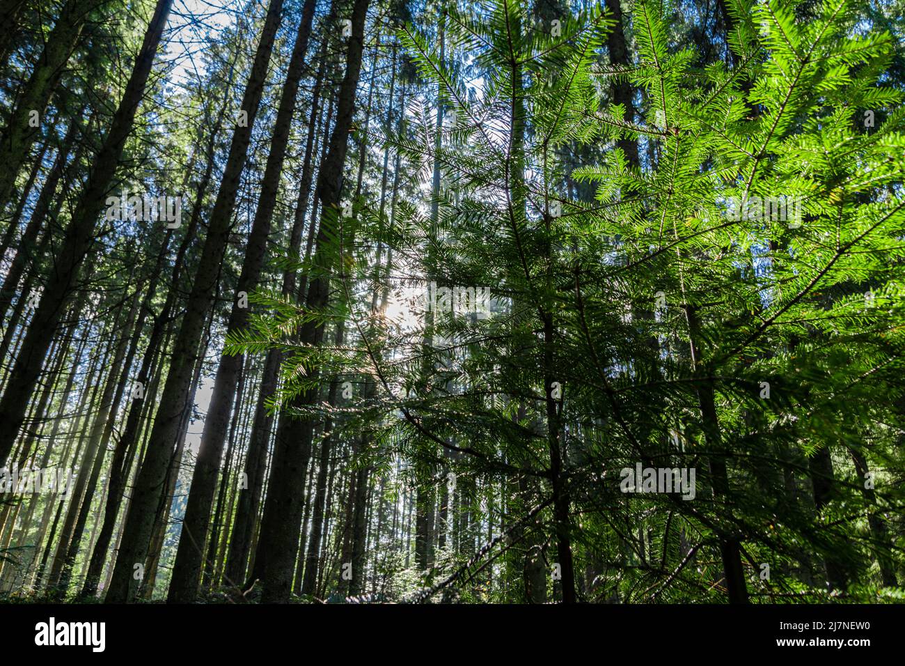 Forest in the Ukrainian Carpathians. The sun shines through the trees ...