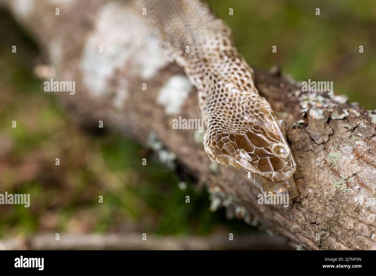 Snake skin that had been shed Stock Photo - Alamy