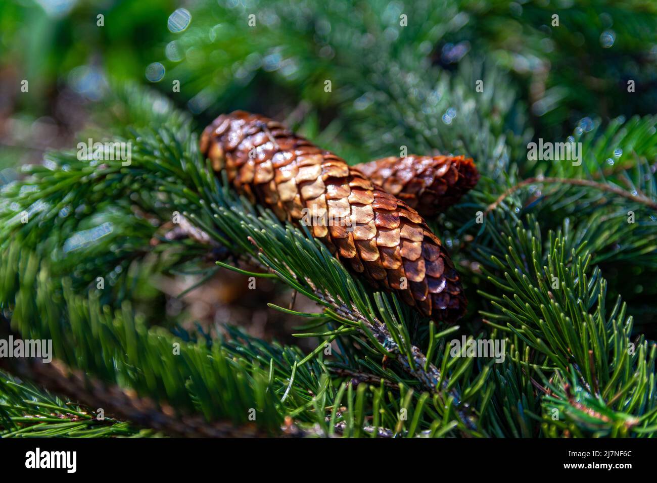 Cones lie on green coniferous fir branches in the Carpathian forest ...