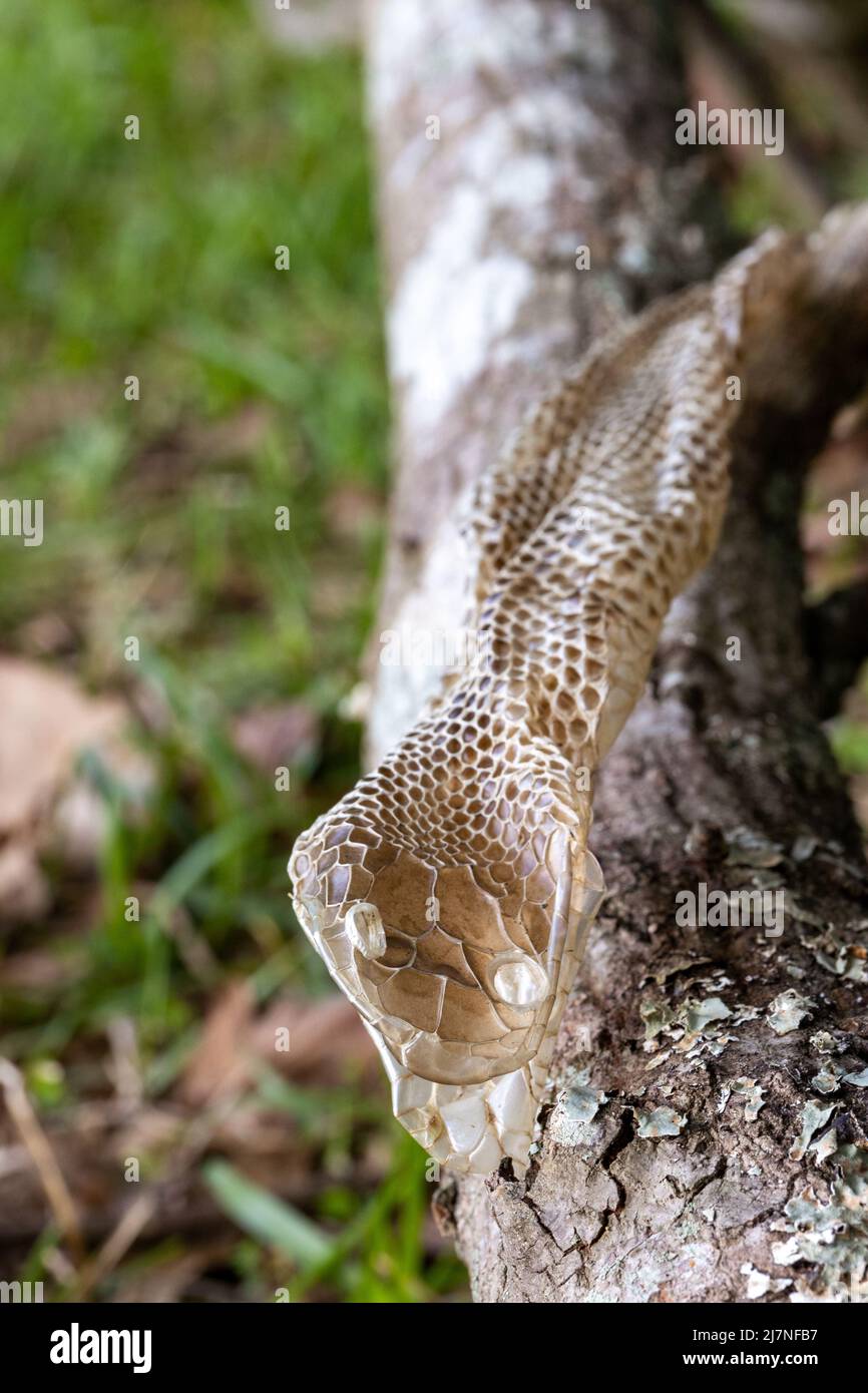 Snake skin that had been shed Stock Photo - Alamy