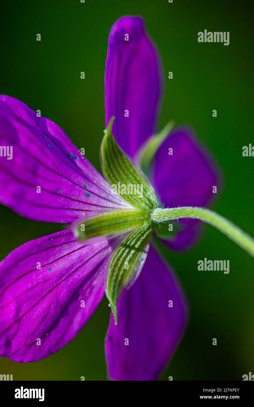 Geranium palustre flower in meadow Stock Photo - Alamy