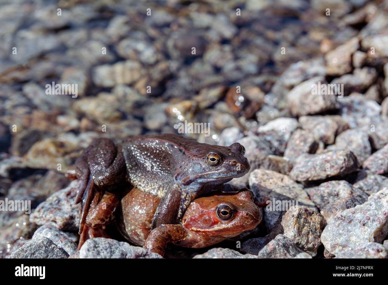 Frogs mate in the sun on the rocky shore of the lake. The frog is ...