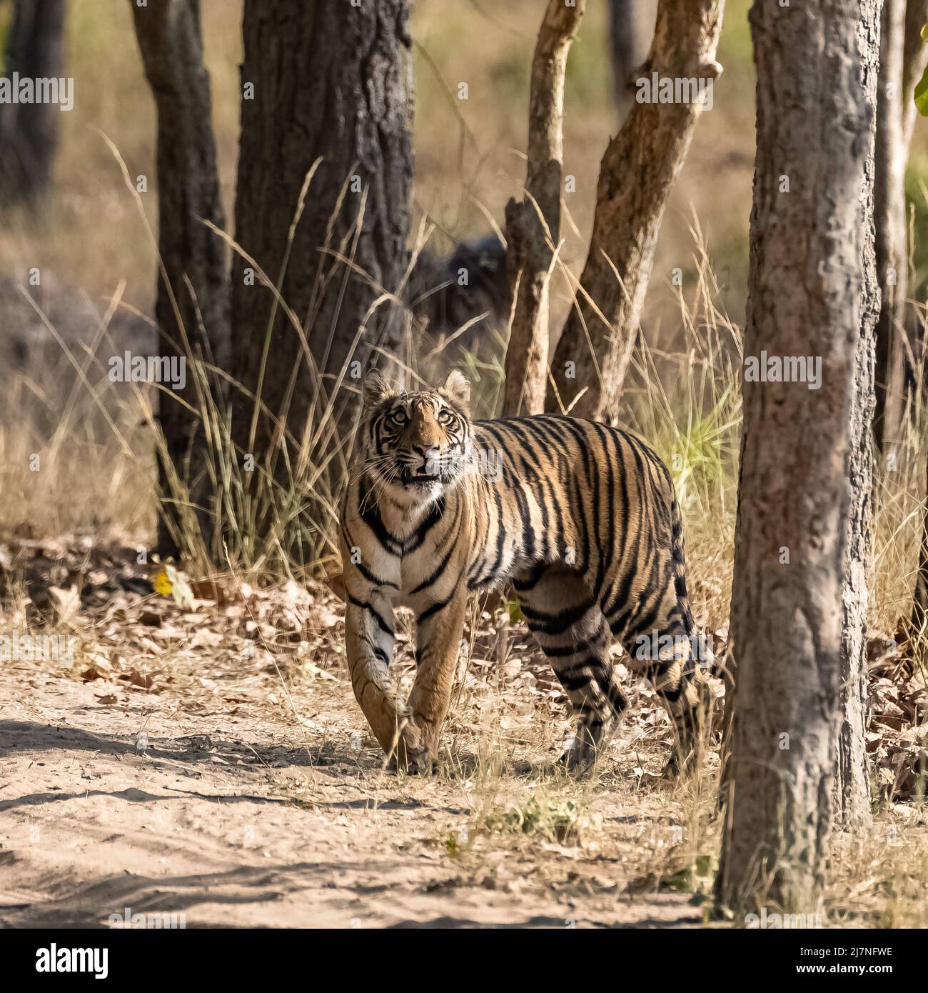 A tiger looking after a prey in the forest in India, Madhya Pradesh ...