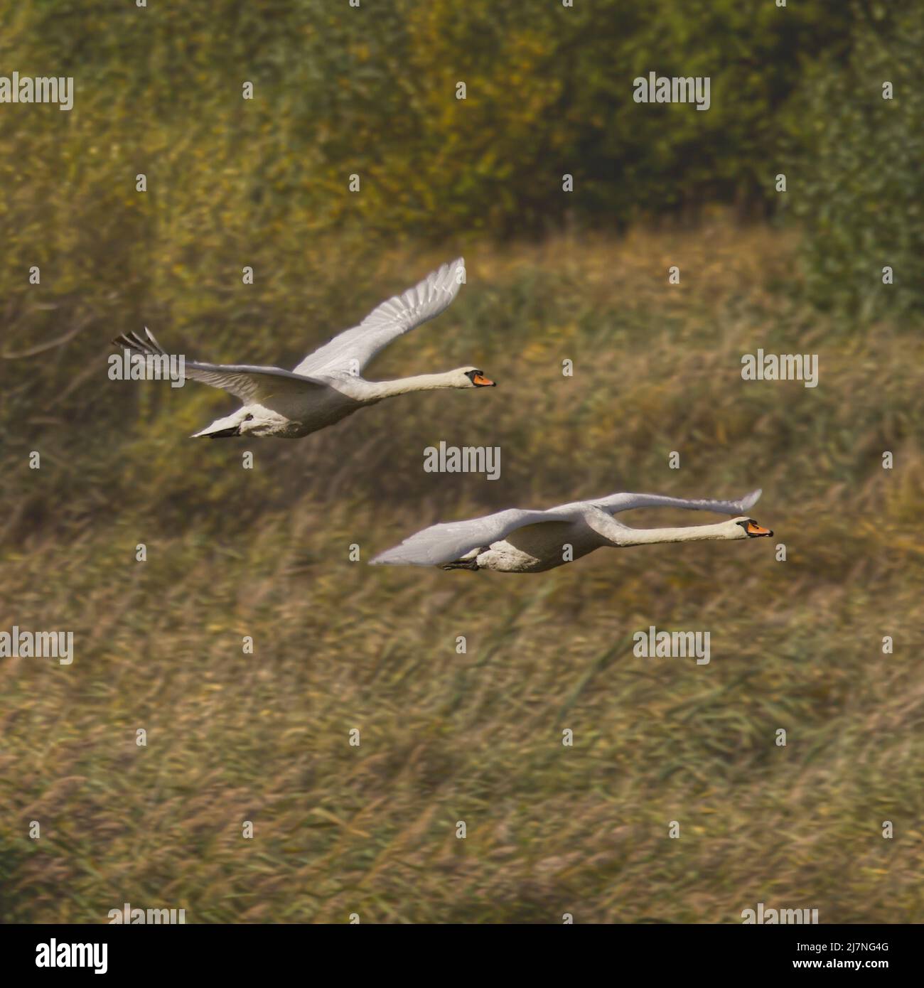 Flight of the swan hi-res stock photography and images - Alamy