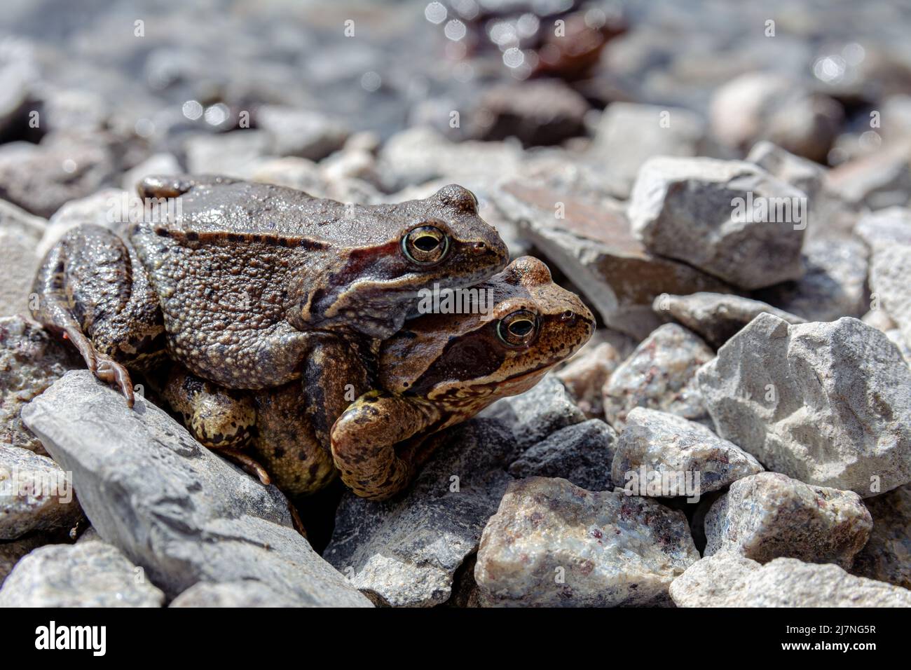 Frogs mate in the sun on the rocky shore of the lake. The frog is ...
