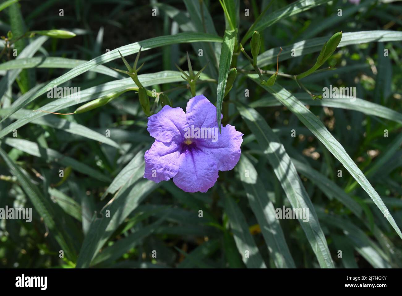 Funnel shape hi-res stock photography and images - Alamy