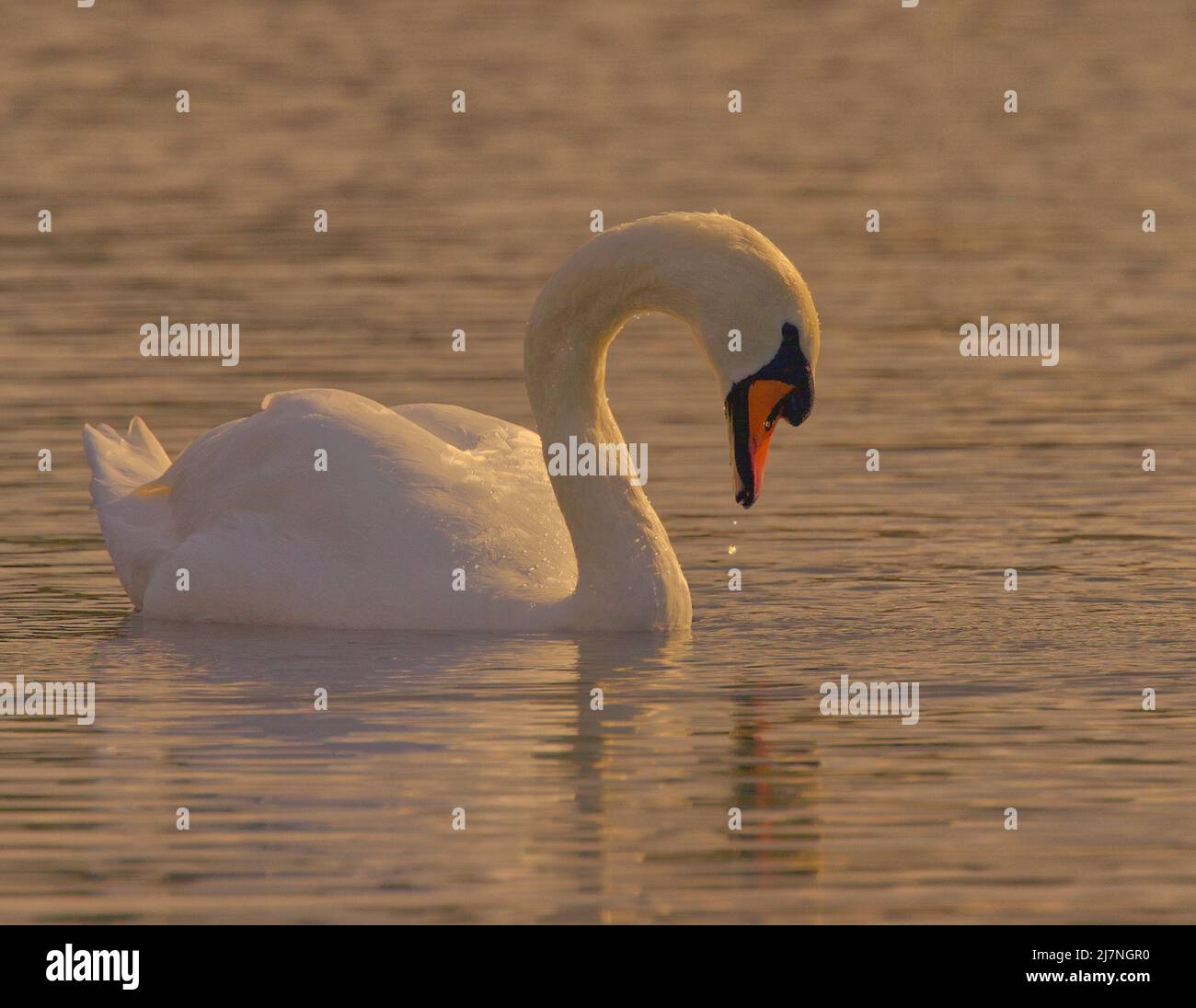 Flying swan hi-res stock photography and images - Alamy