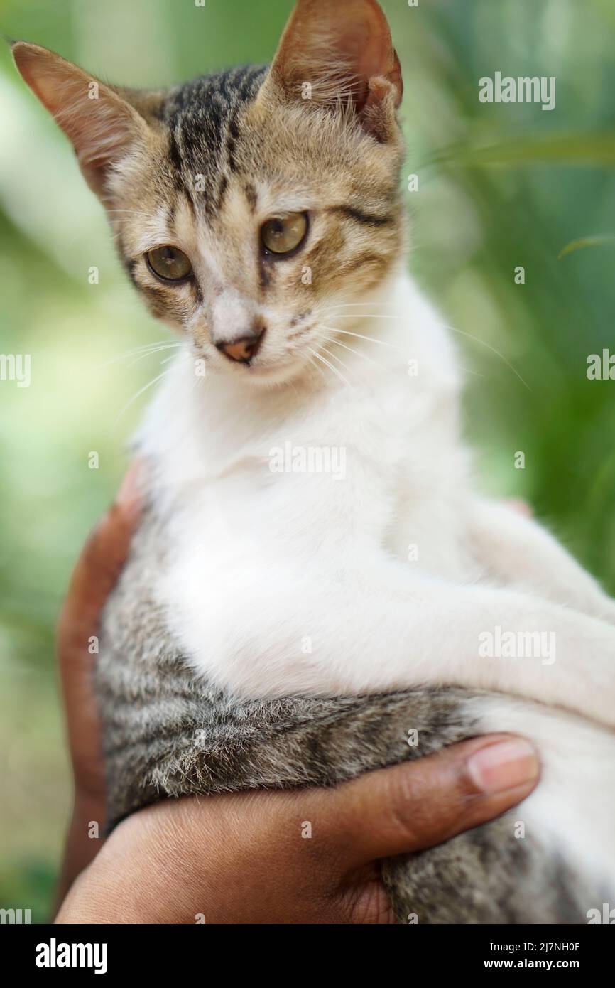 Cat in the hand Stock Photo - Alamy
