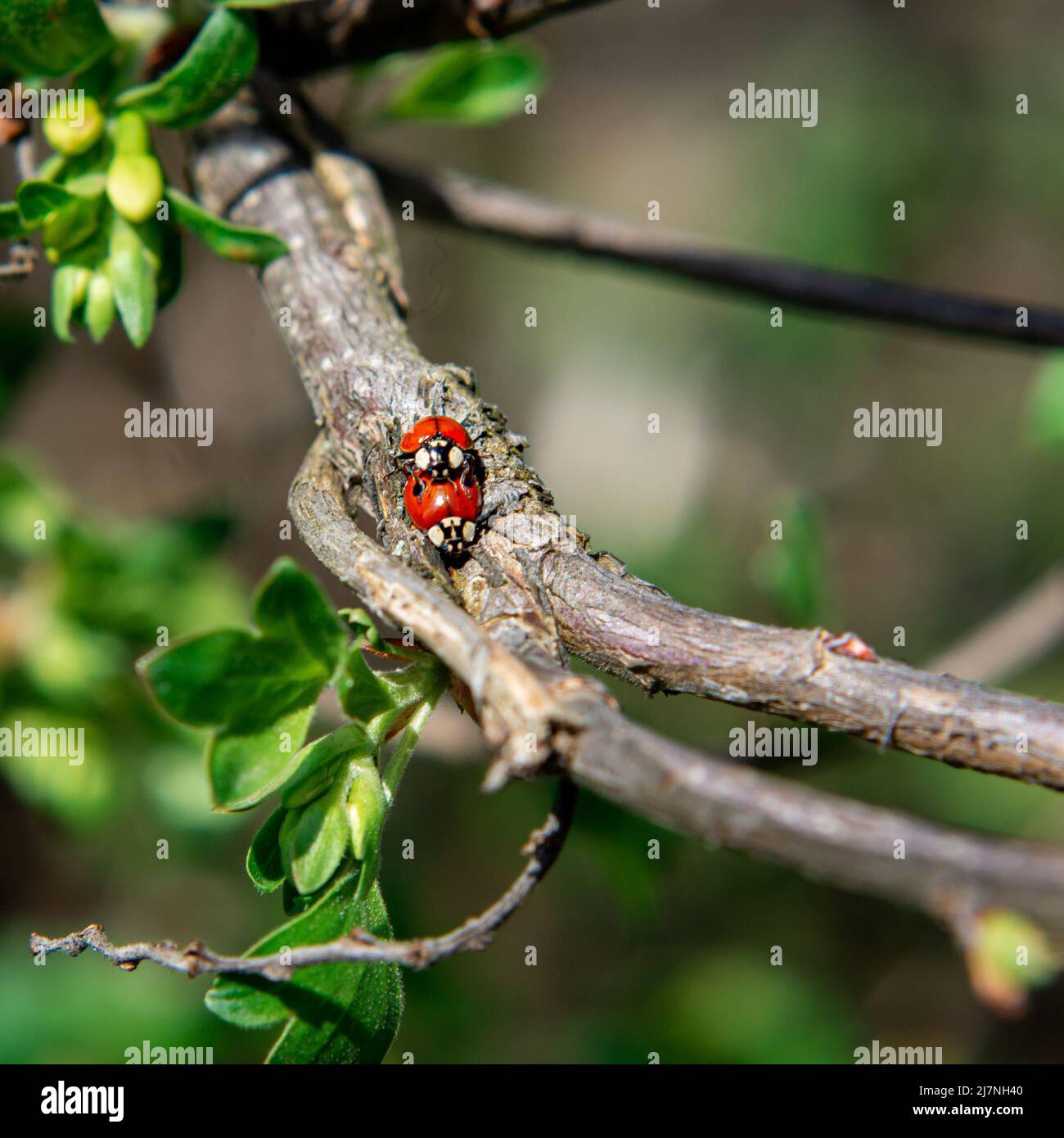 A pair of cute red ladybugs on a tree branch lit by the sun Stock Photo ...