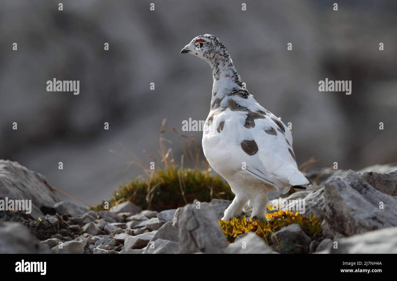 Rock Ptarmigan - lagopus muta - in molt in Austrian Alps Stock Photo ...
