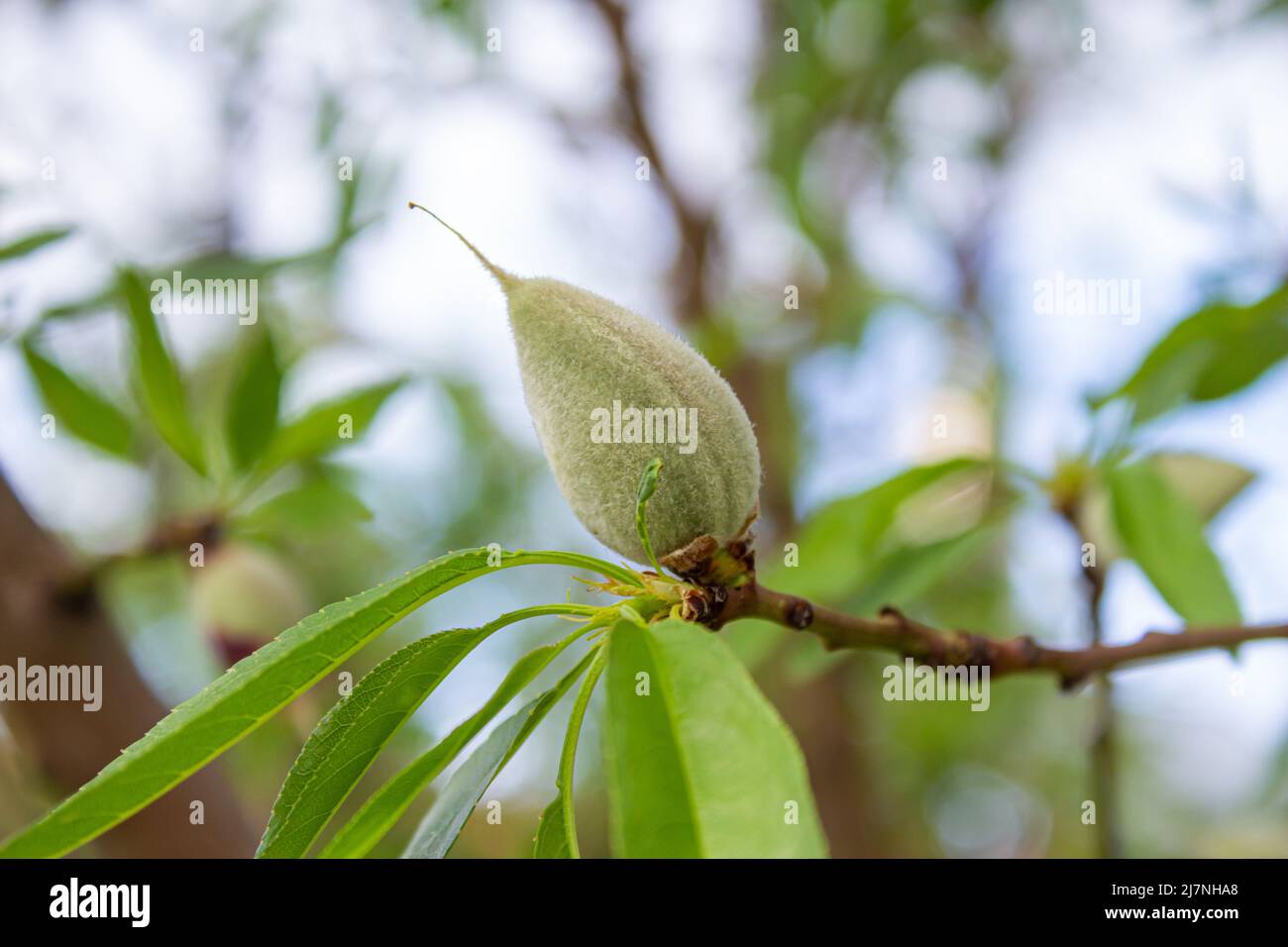 Unripe almonds hanging on tree branches. Closeup photo of green almonds ...