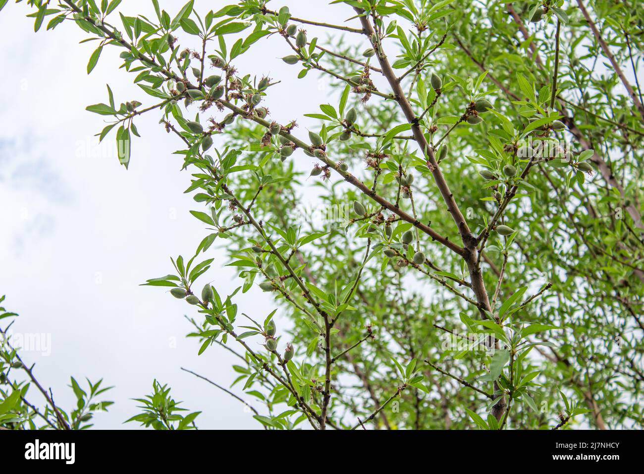 Unripe almonds hanging on tree branches. Bottom view of green almonds ...