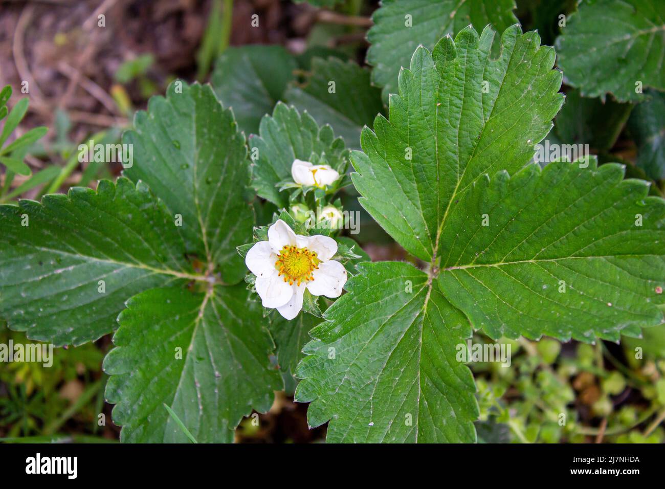 Strawberry plant leaves and flowers in the garden Stock Photo - Alamy